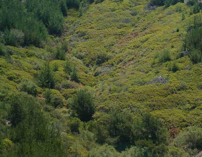A description and list of California native plants that live in the ...