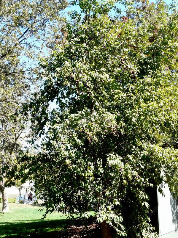 Prunus lyonii, Catalina Cherry.