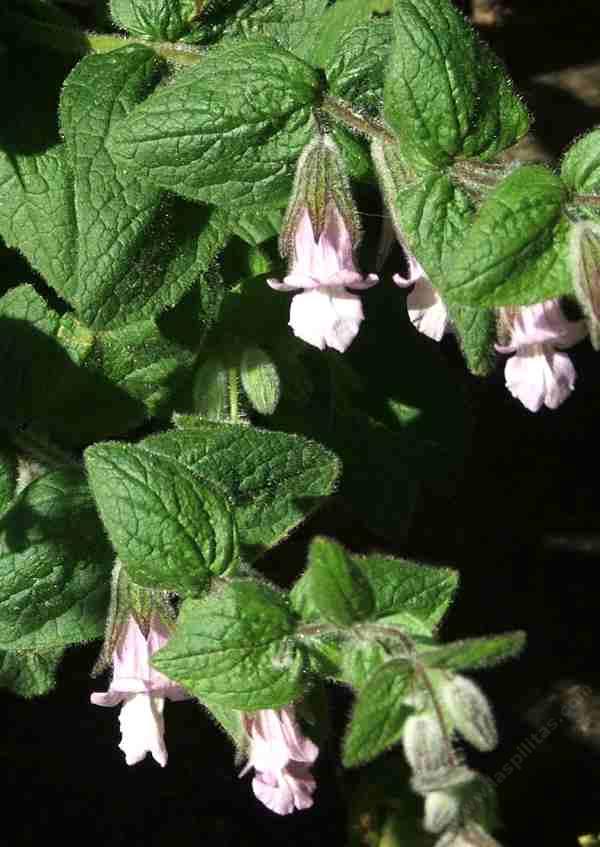 Lepechinia fragrans, Wallaces Pitcher Plant.