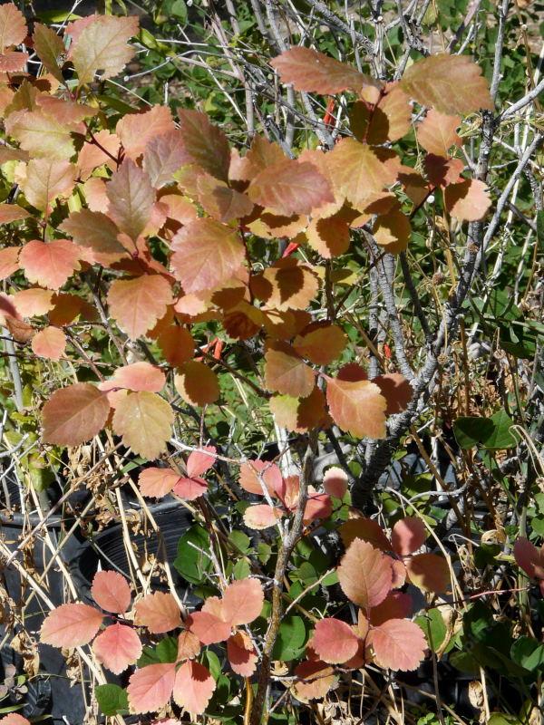 Crataegus douglasii, Western Thorn Apple.