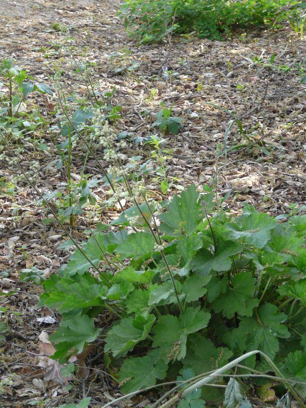 Heuchera maxima, Island Alum Root.