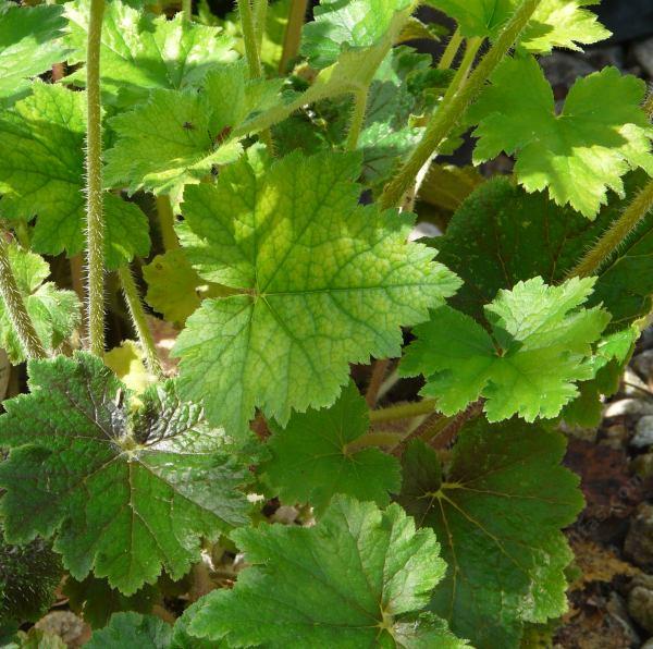 Tellima grandiflora, Fringe cup.