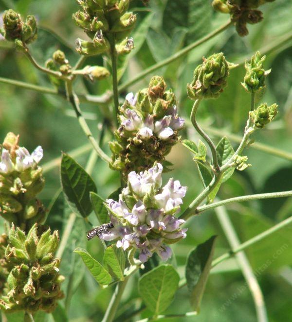 Psoralea macrostachya, Leather Root.