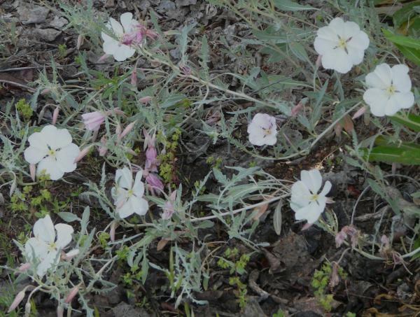 Oenothera californica, California Evening Primrose.