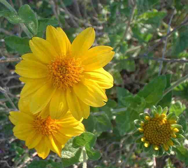 Viguiera deltoidea var. parishii, Desert Sunflower.