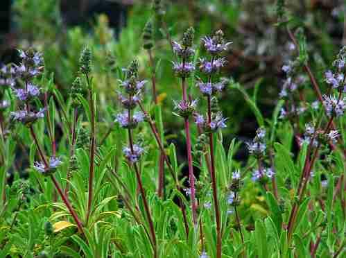 Salvia sonomensis 'Mrs. Beard', Mrs. Beard Creeping Sage.