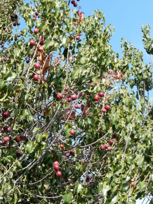 Prunus ilicifolia, Holly-Leafed Cherry.