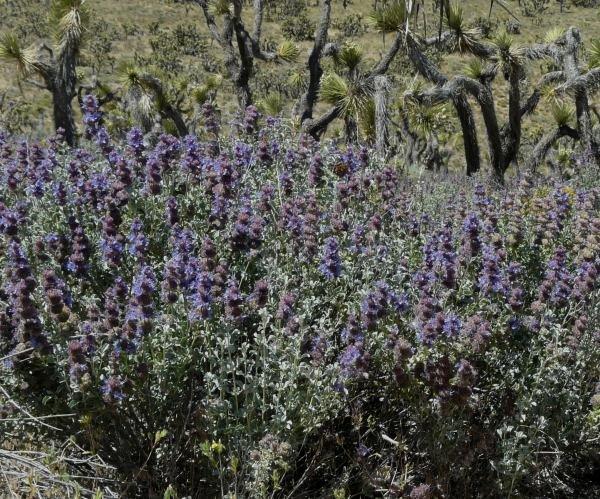 Salvia dorrii, Desert Sage.