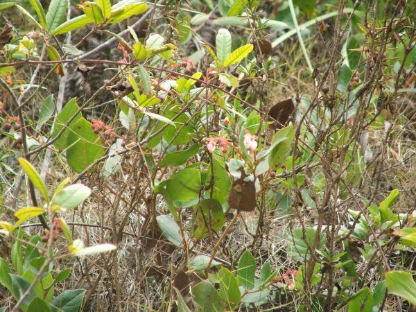 Gaultheria shallon, Salal.