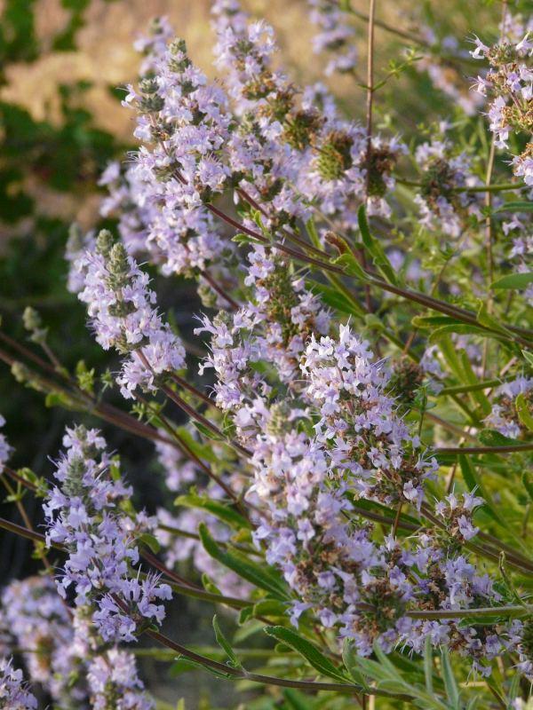 Salvia sonomensis 'Mrs. Beard', Mrs. Beard Creeping Sage.