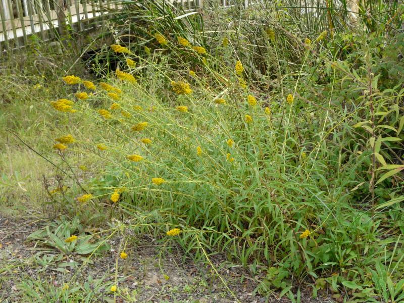 Solidago spathulata, Coast Golden Rod.