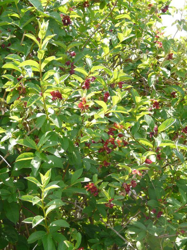 Lonicera involucrata var. ledebourii, Twinberry honeysuckle.