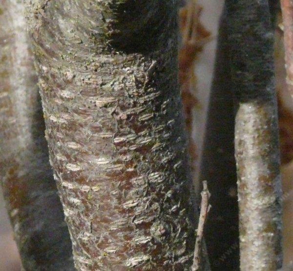 Ptelea crenulata, Western Hop tree.