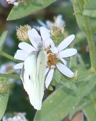 Aster chilensis, California Aster.