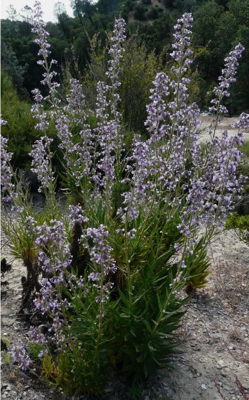 Turricula parryi, PoodleDog Bush.