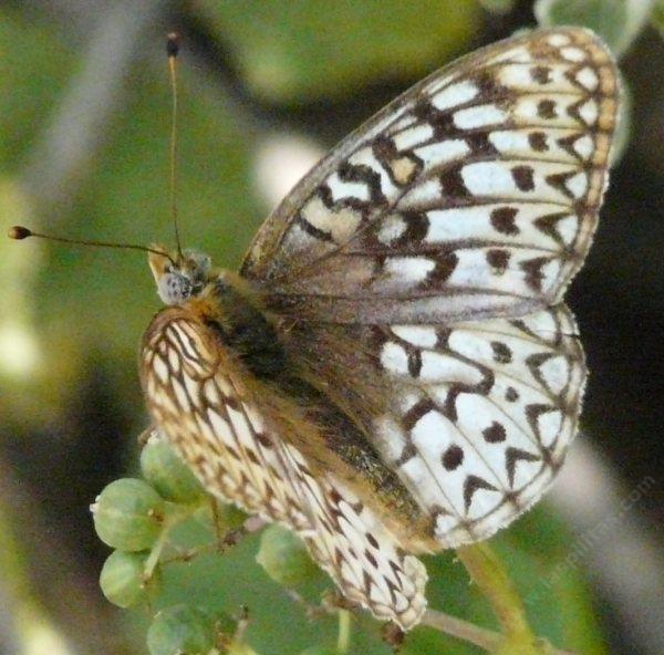 Callippe Fritillary Butterfly, Speyeria callippe