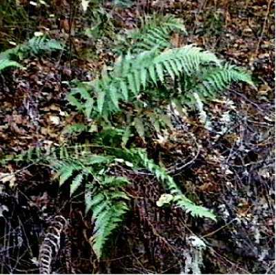 Dryopteris arguta, Wood Fern.