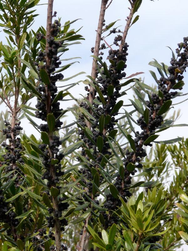 Myrica californica, Pacific Wax Myrtle