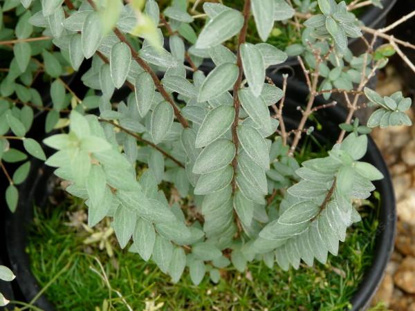 Philadelphus microphyllus, Littleleaf Mock orange.