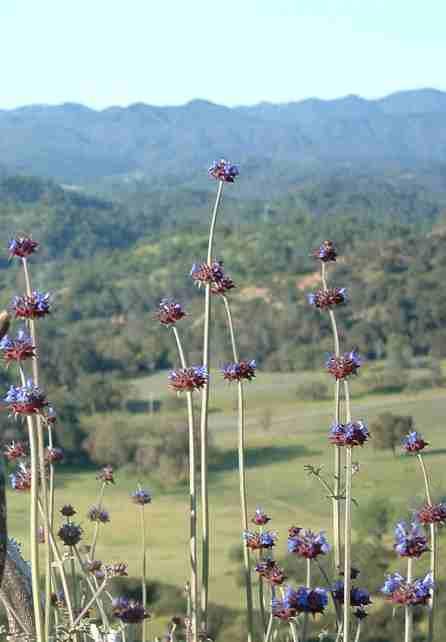 Salvia columbariae, Chia.