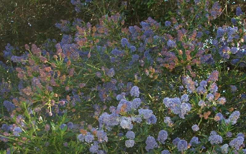 Ceanothus 'Concha', California Mountain Lilac.