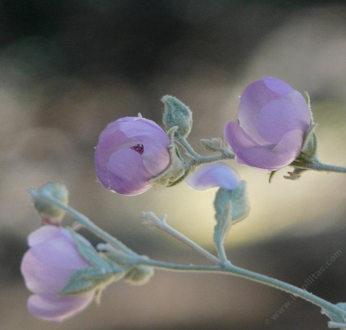 Malacothamnus jonesii, San Luis Obispo Bush Mallow.