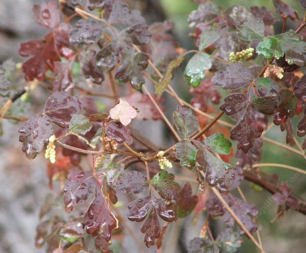 Rhus trilobata, Fragrant Sumac.