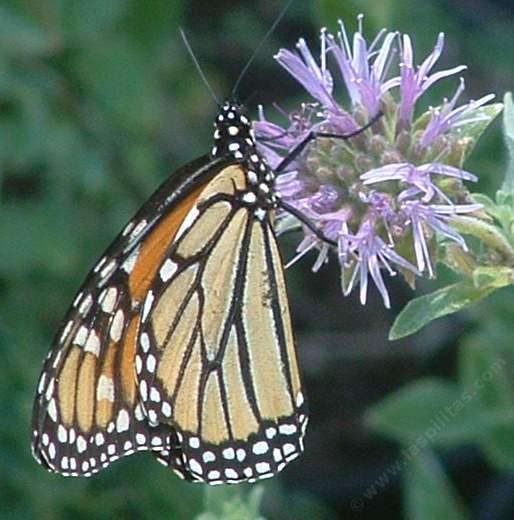 Monardella villosa, Coyote Mint.