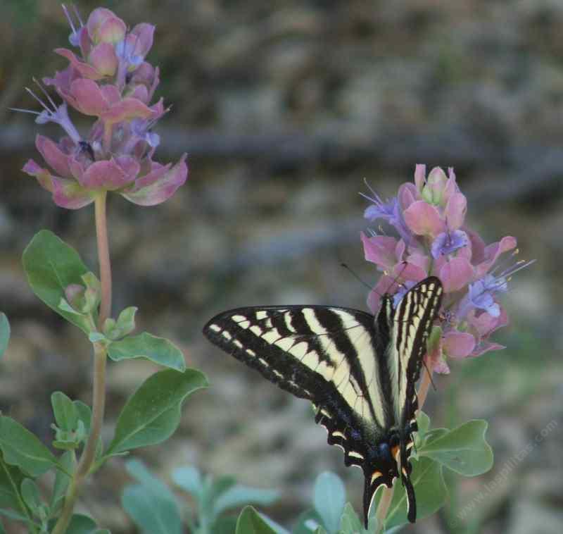 Salvia pachyphylla, Rose Sage.