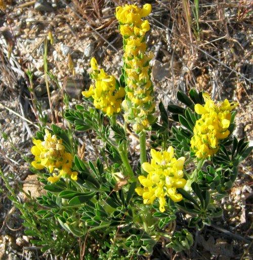 Lupinus densiflorus var. aureus, Golden Lupine.
