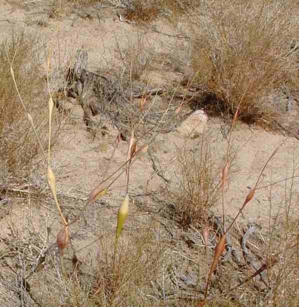 Eriogonum inflatum, Desert Trumpet.