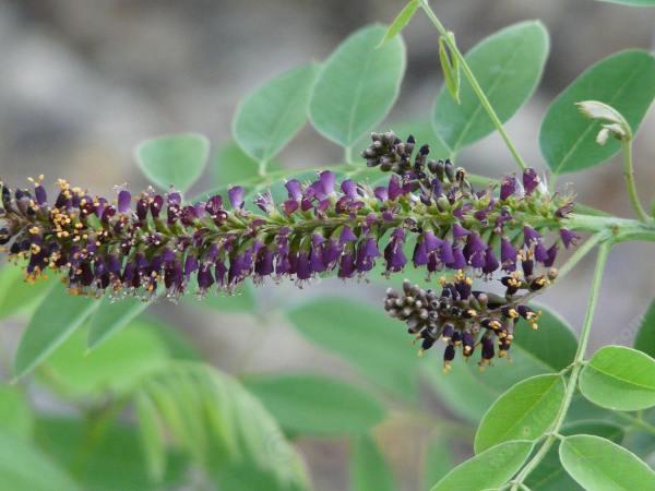 Desert Wild Indigo False Indigo Bush (amorpha Fruticosa) 1 2 Year Old