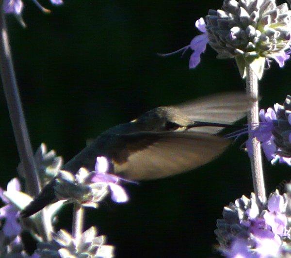 Salvia apianaXclevelandii 'Vicki Romo', Vicki Romo white sage.