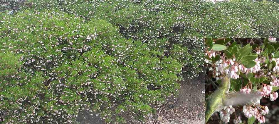 Drought tolerant hedges, wind breaks, and screens with California ...