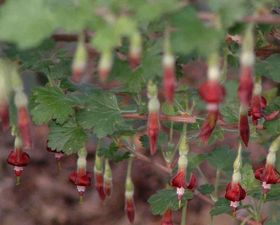 California ribes, gooseberries are spiny and currants are spineless ...
