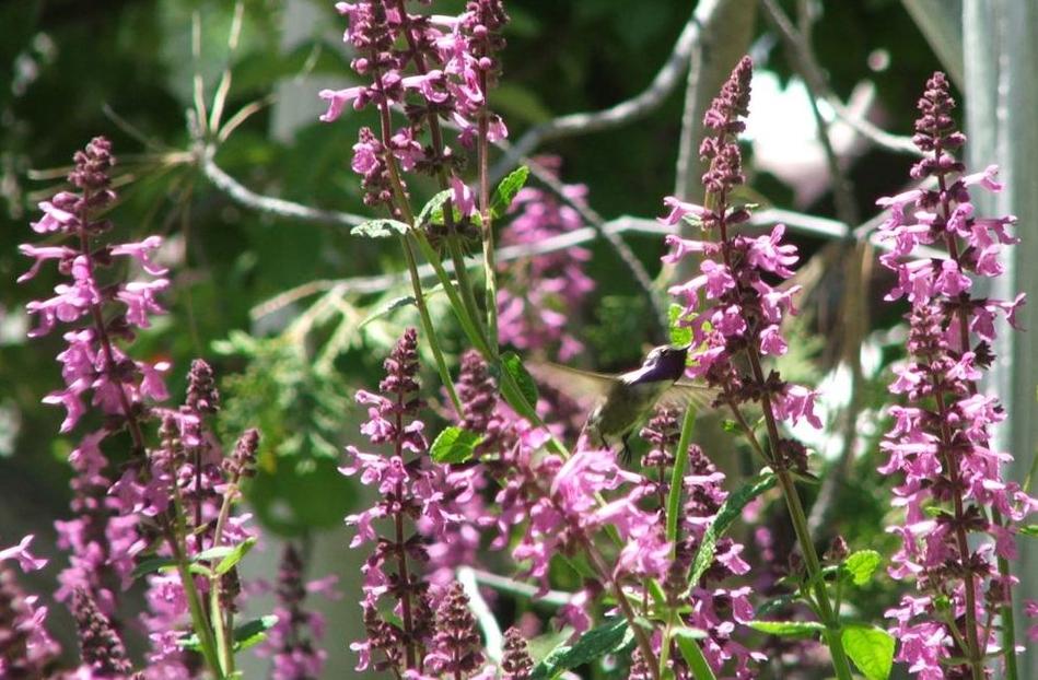 Stachys chamissonis, Magenta Butterfly Flower.