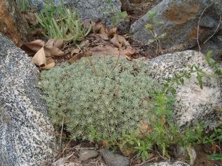 Eriogonum wrightii var. subscaposum, Wright's Buckwheat.