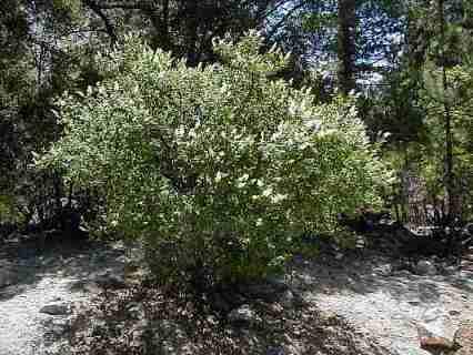 Ceanothus integerrimus, Deer Brush.