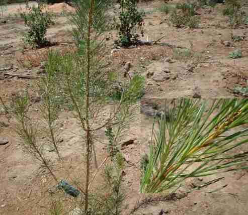 Pinus attenuata, Knobcone Pine.