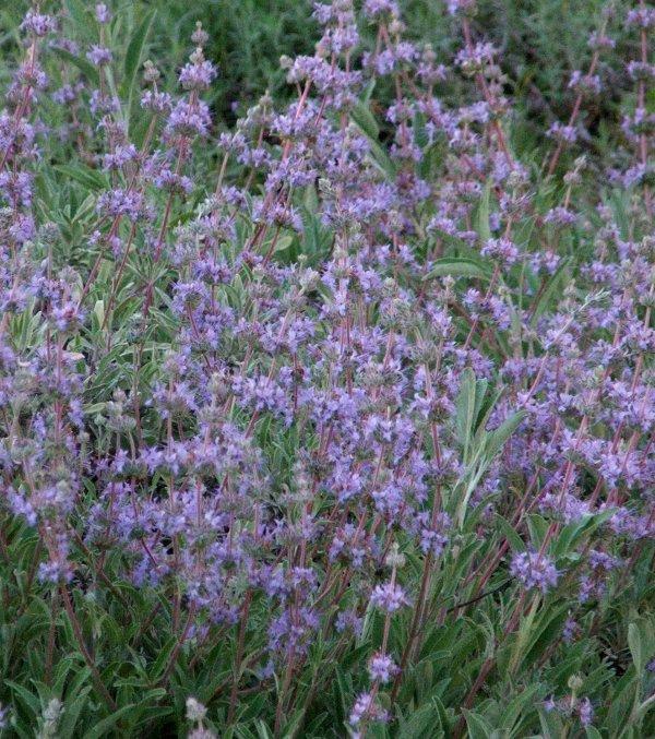 Salvia 'Gracias', Creeping sage.