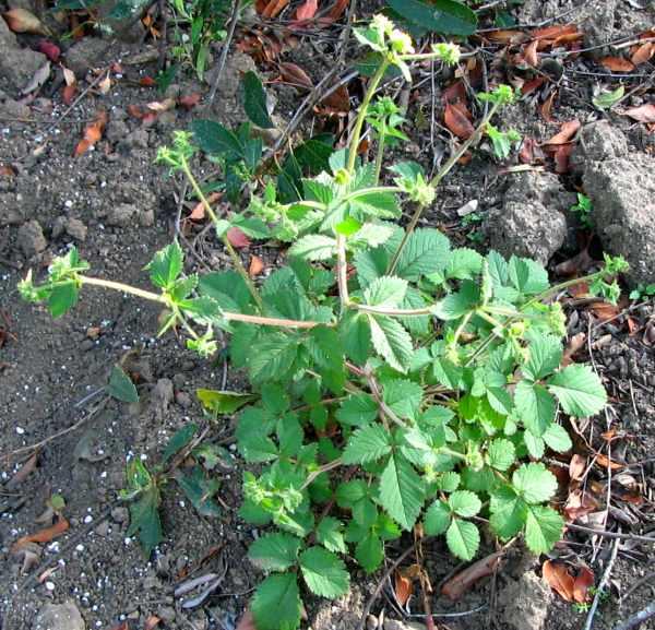 Potentilla glandulosa, Sticky Cinquefoil.