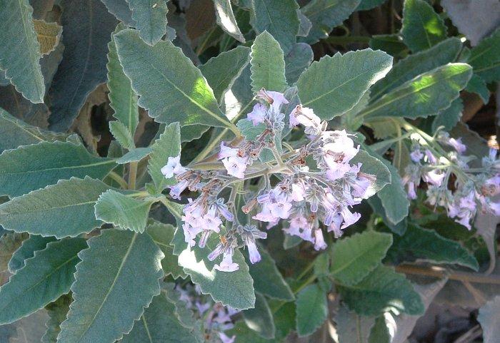 Eriodictyon crassifolium - Yerba Santa | Yerba santa