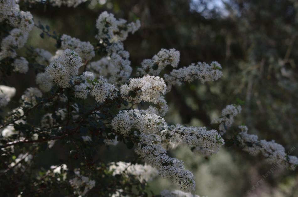 Ceanothus verrucosus, Wart-Stemmed Ceanothus.