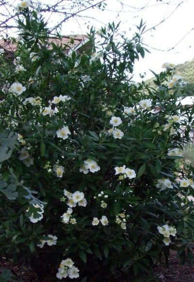 Carpenteria californica, Bush Anemone.
