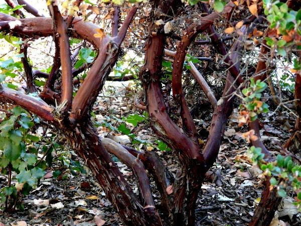 Arctostaphylos 'Sunset', Sunset Manzanita.