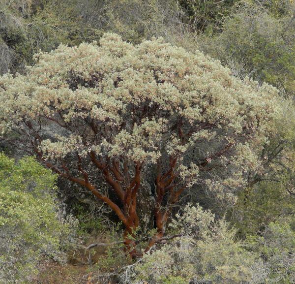 Manzanitas from Northern Californi