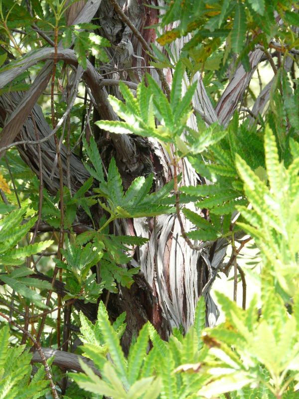 Lyonothamnus floribundus var. ssp. asplenifolius, Catalinia Ironwood.