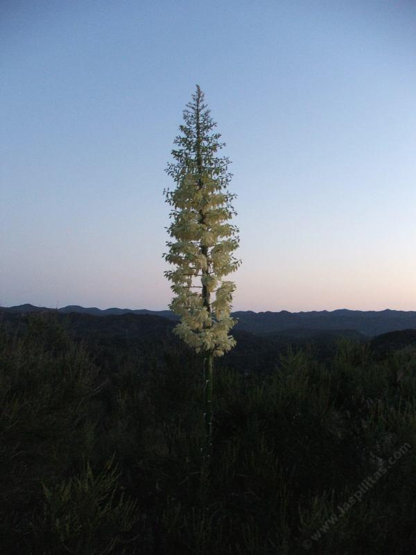 Yucca whipplei var. percusa.