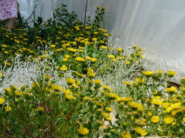 Grindelia stricta var. venulosa, Coastal Groundcover Gum Plant.