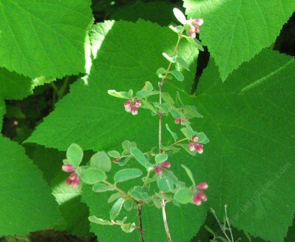 Symphoricarpos mollis, Southern California Snowberry.